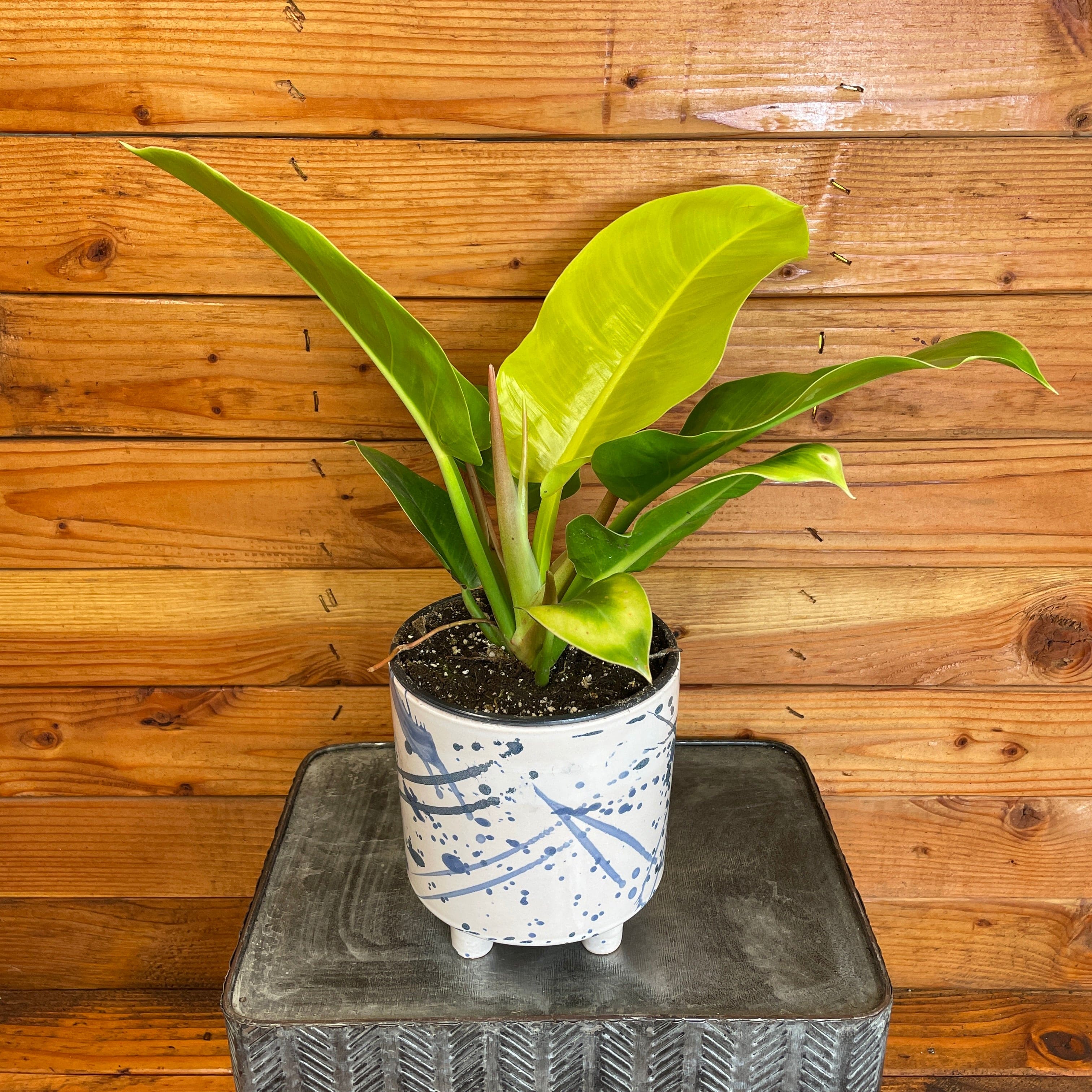 Philodendron Moonlight