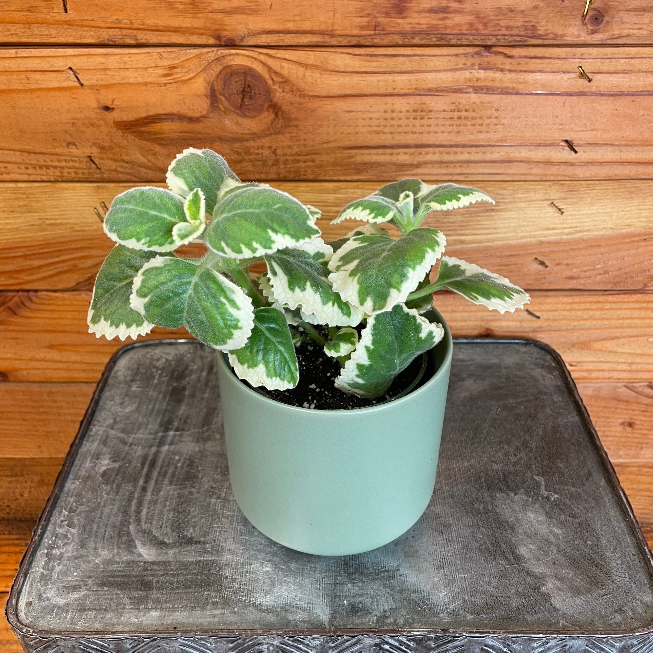 Plectranthus Variegated, 4" Plant — The Plant Farm®