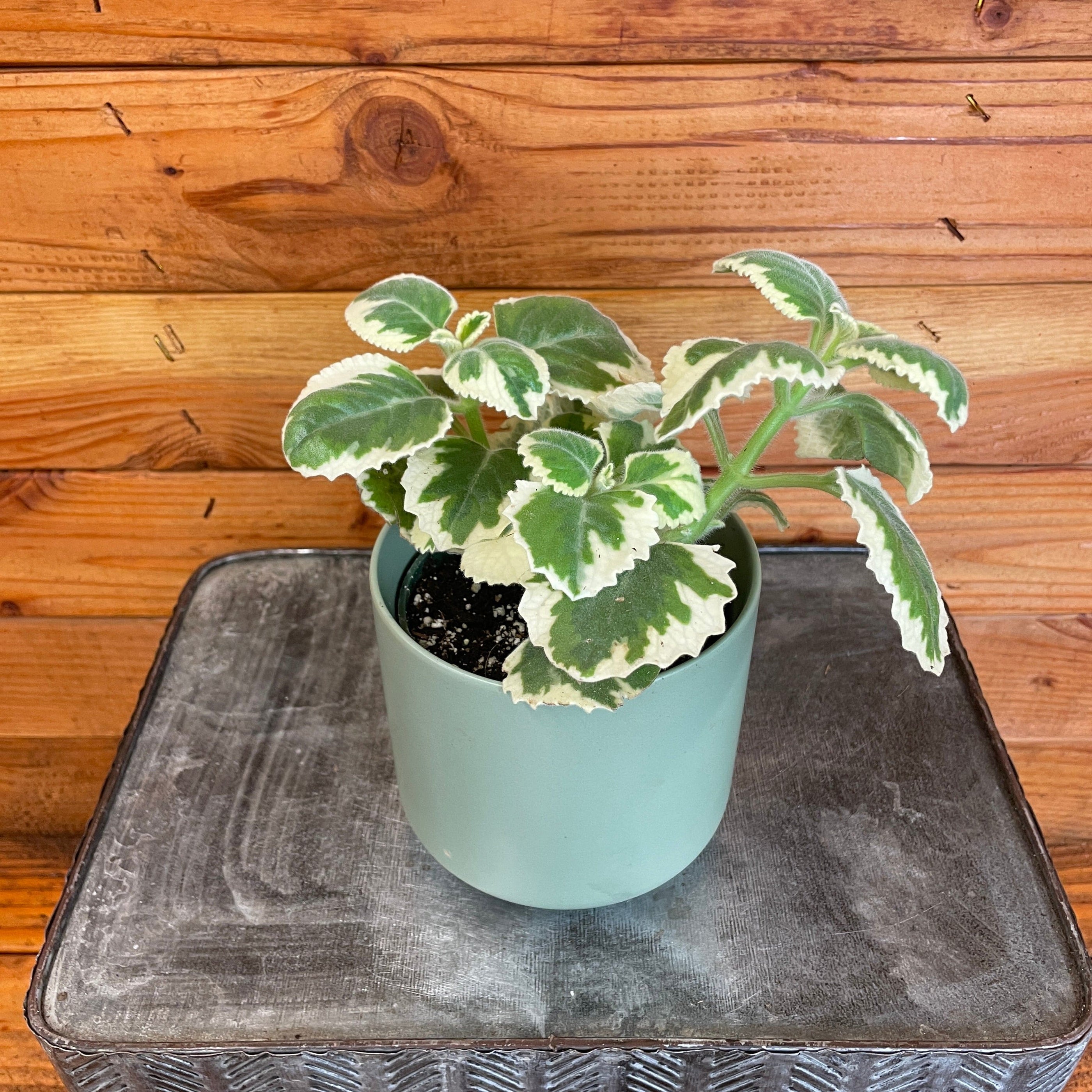 Plectranthus Variegated, 4" Plant — The Plant Farm®