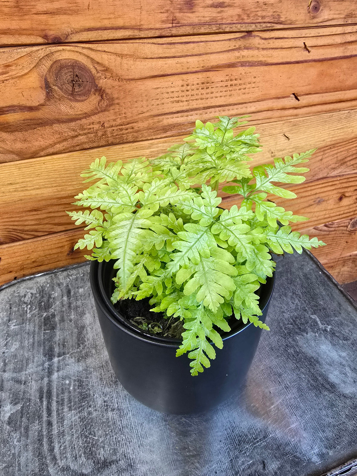 Pteris Argyraea 'Silver Brake' Fern, 4" Plant — The Plant Farm®