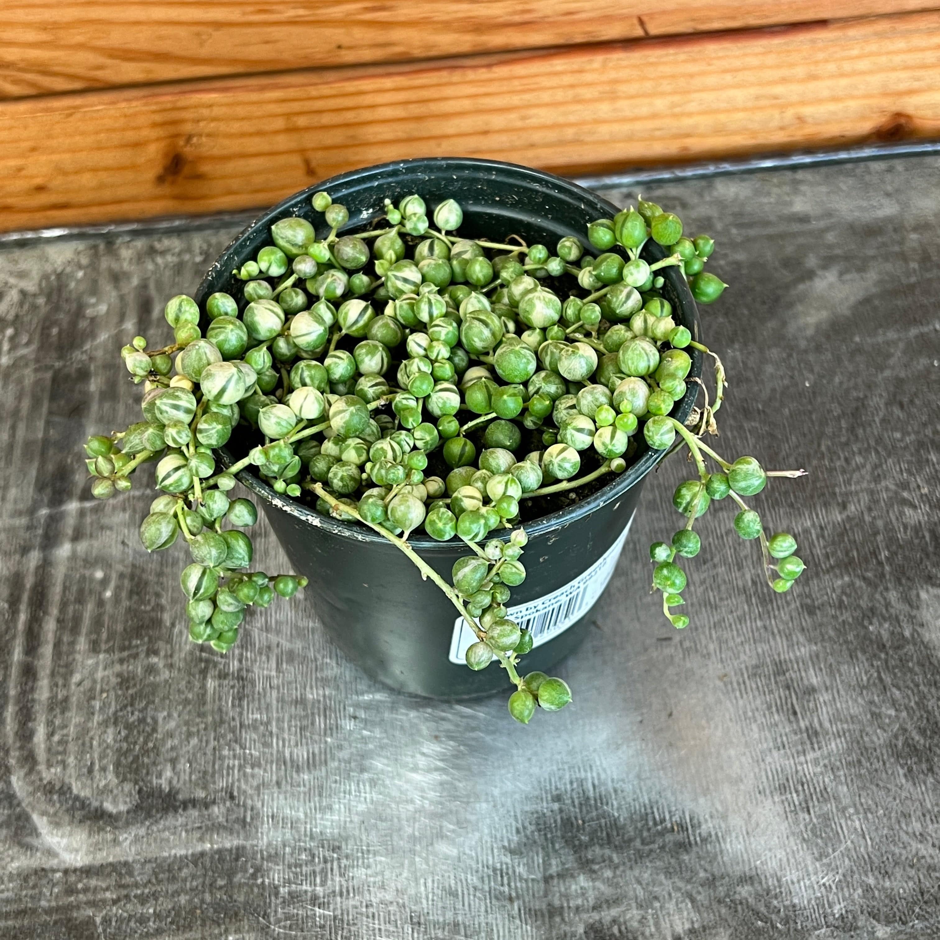 String Of Pearls