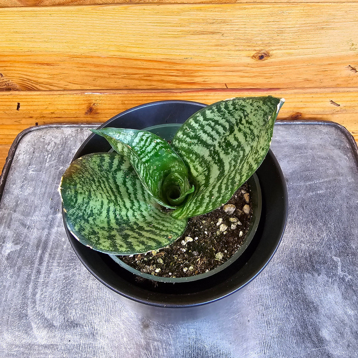 Sansevieria Green Hahnii, 4" Plant — The Plant Farm®