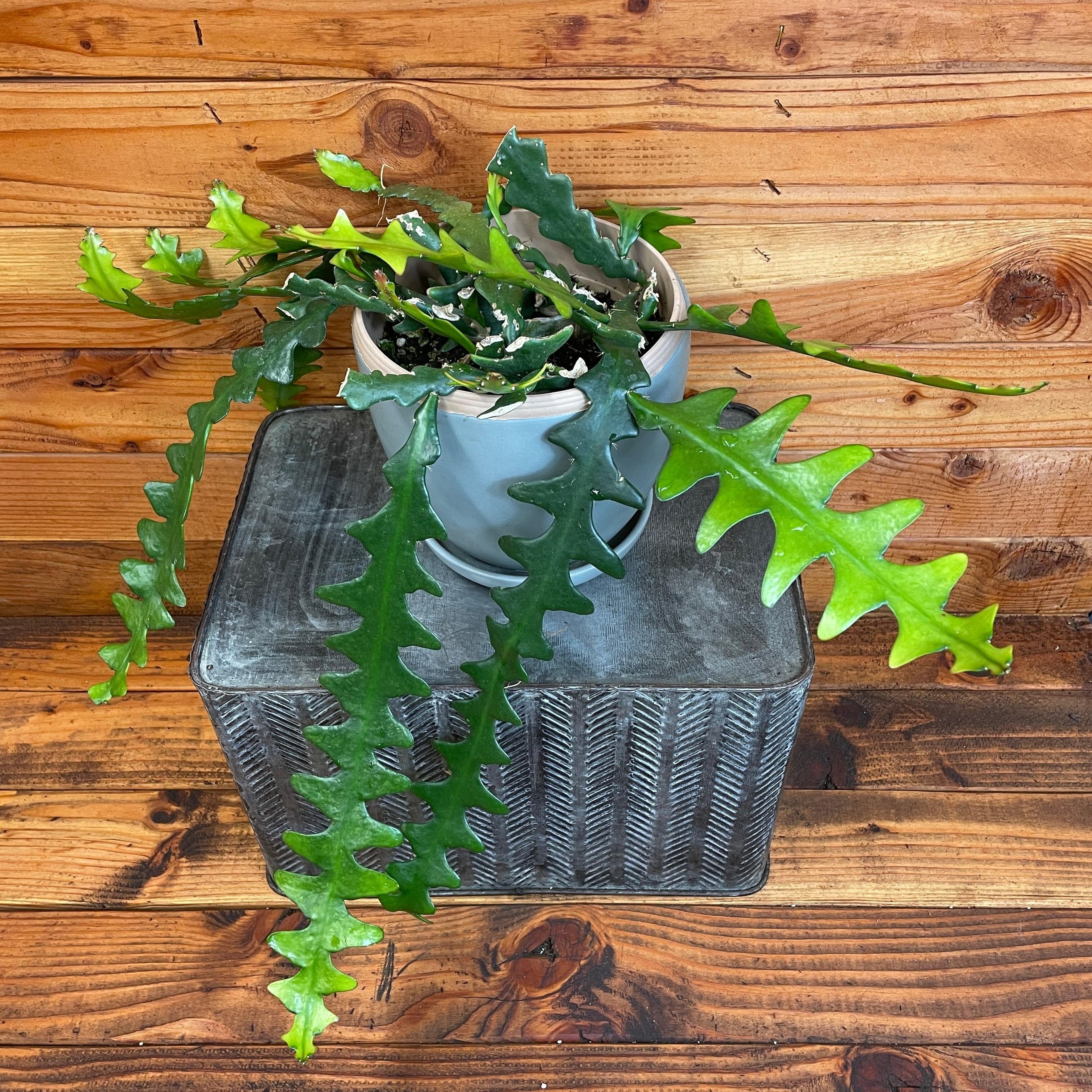 Selenicereus Anthonyanus Fishbone Cactus, 6" Plant — The Plant Farm®