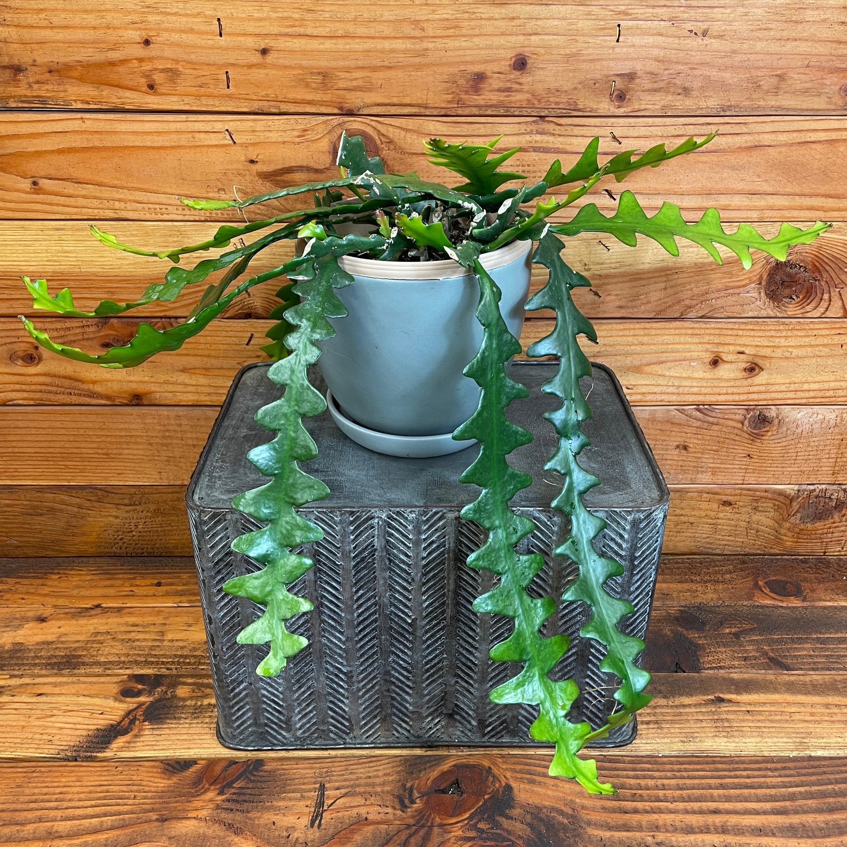 Selenicereus Anthonyanus Fishbone Cactus, 6" Plant — The Plant Farm®