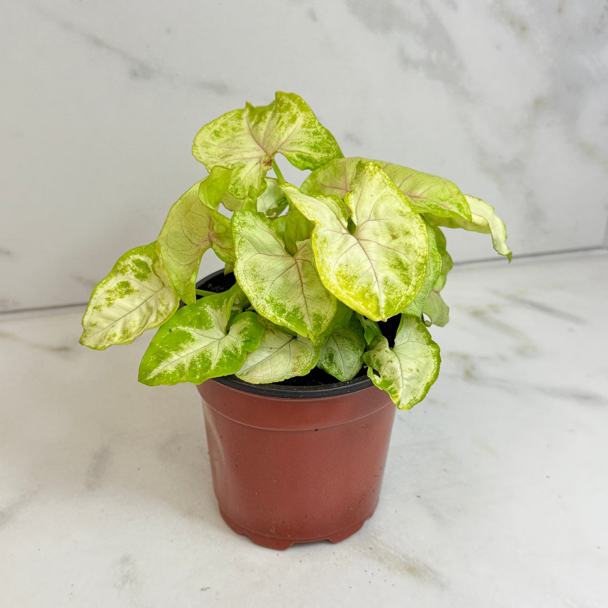 Syngonium Nephthytis Chiffon Allusion, 4" Plant — The Plant Farm®