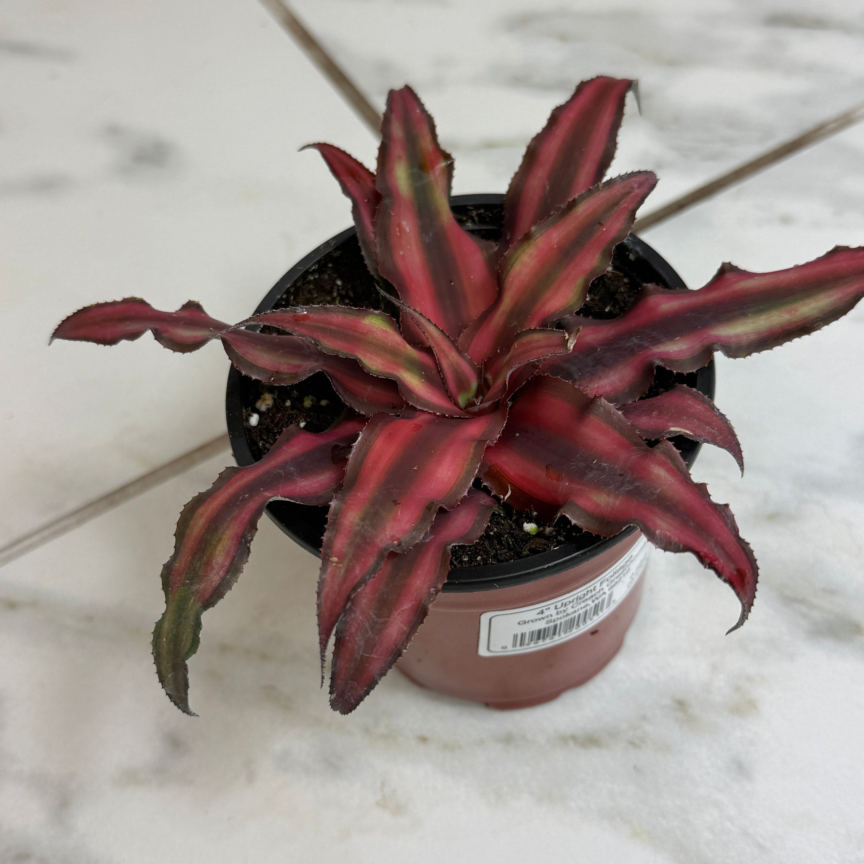 Cryptanthus Red, 4" Plant — The Plant Farm®