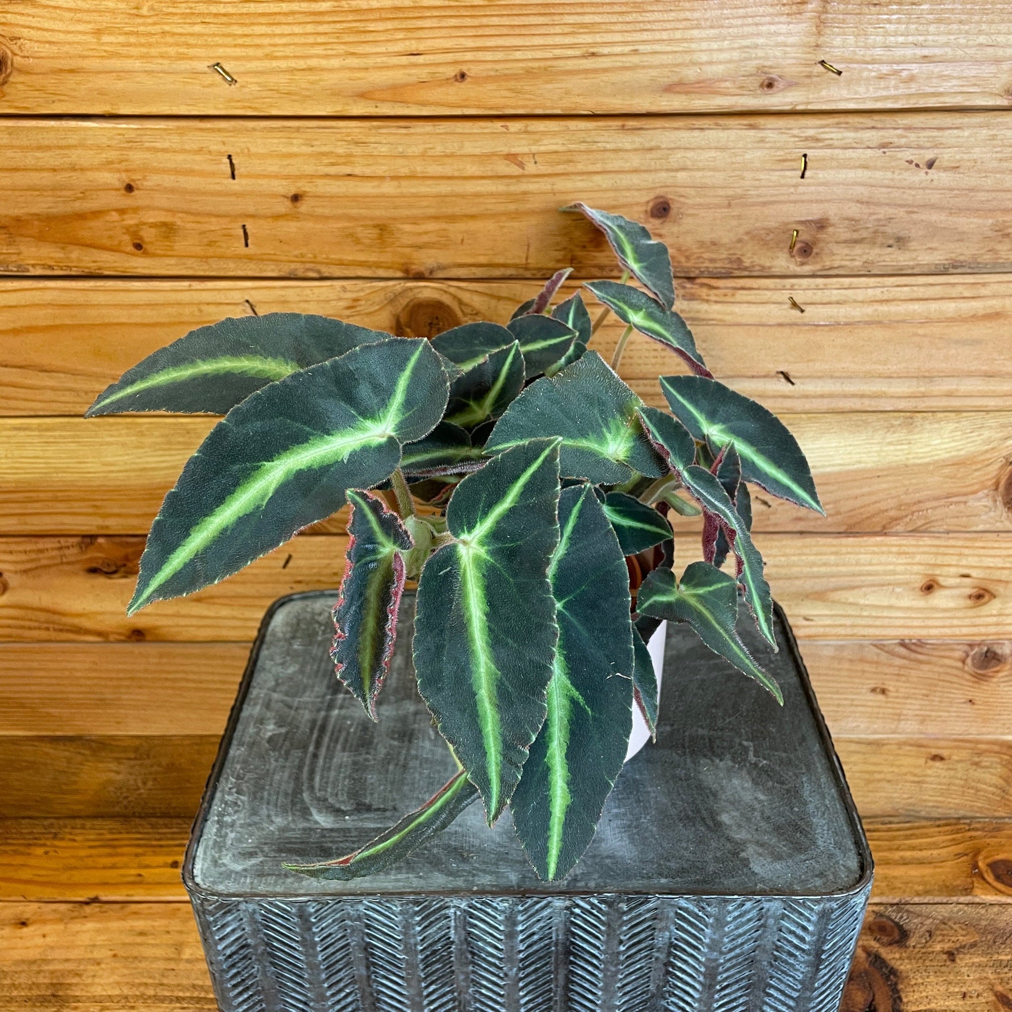 Four Inch Plants — The Plant Farm®