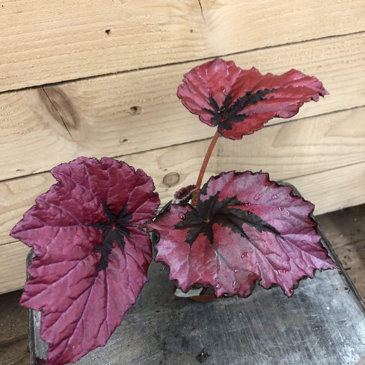 All Plants — Page 13 — The Plant Farm®