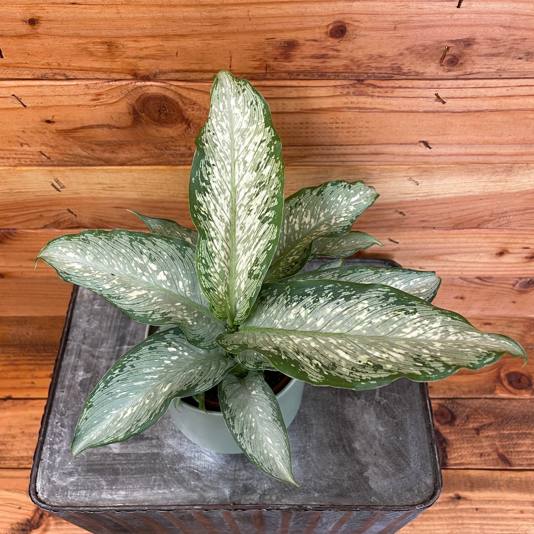 Dieffenbachia Tiki, 4" Plant — The Plant Farm®