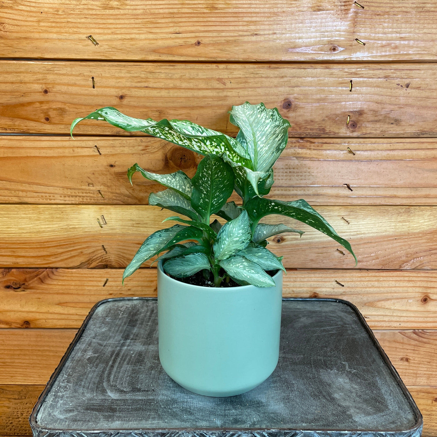 Dieffenbachia Tiki, 4" Plant — The Plant Farm®