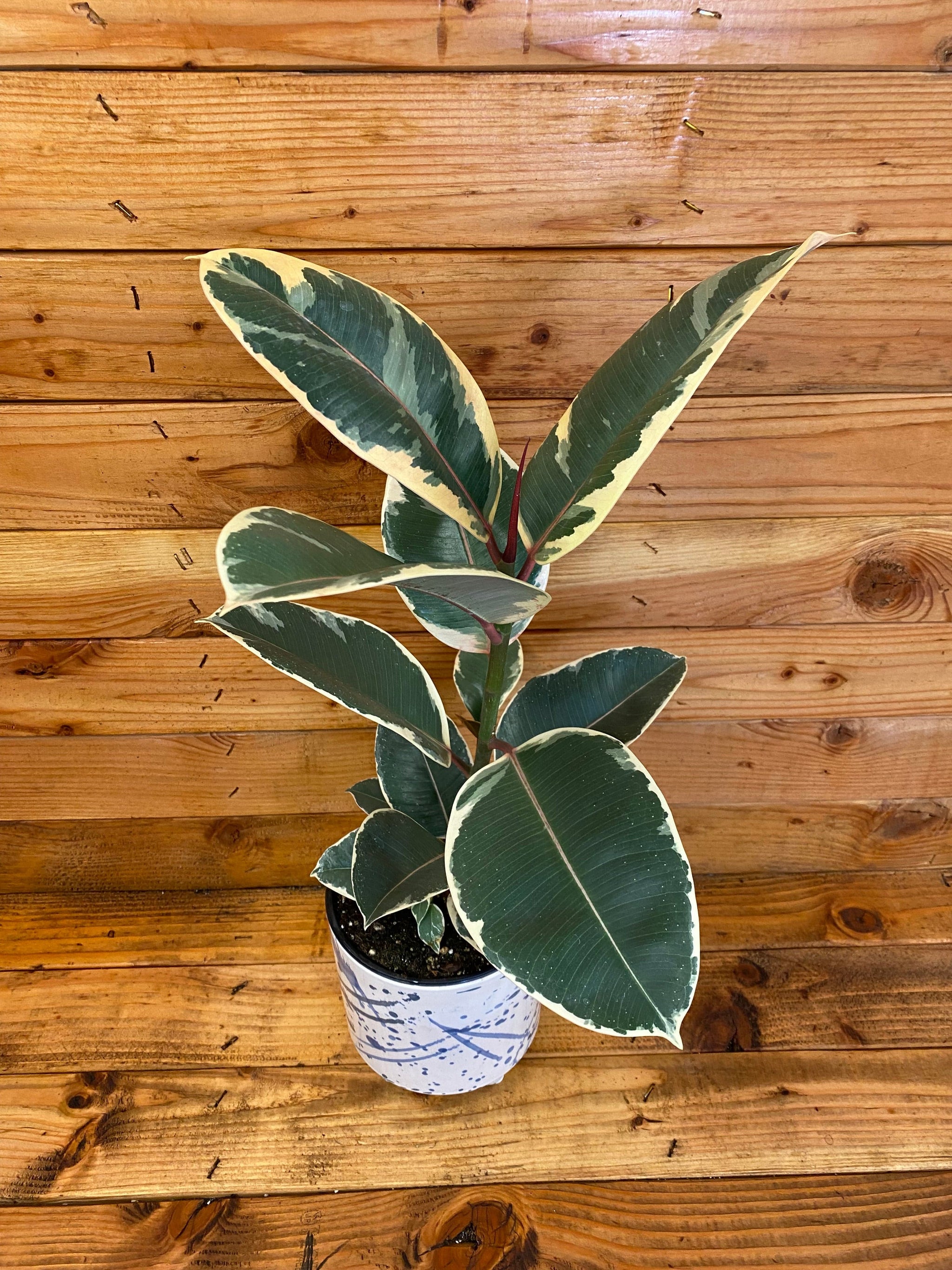 Six Inch Plants — The Plant Farm®