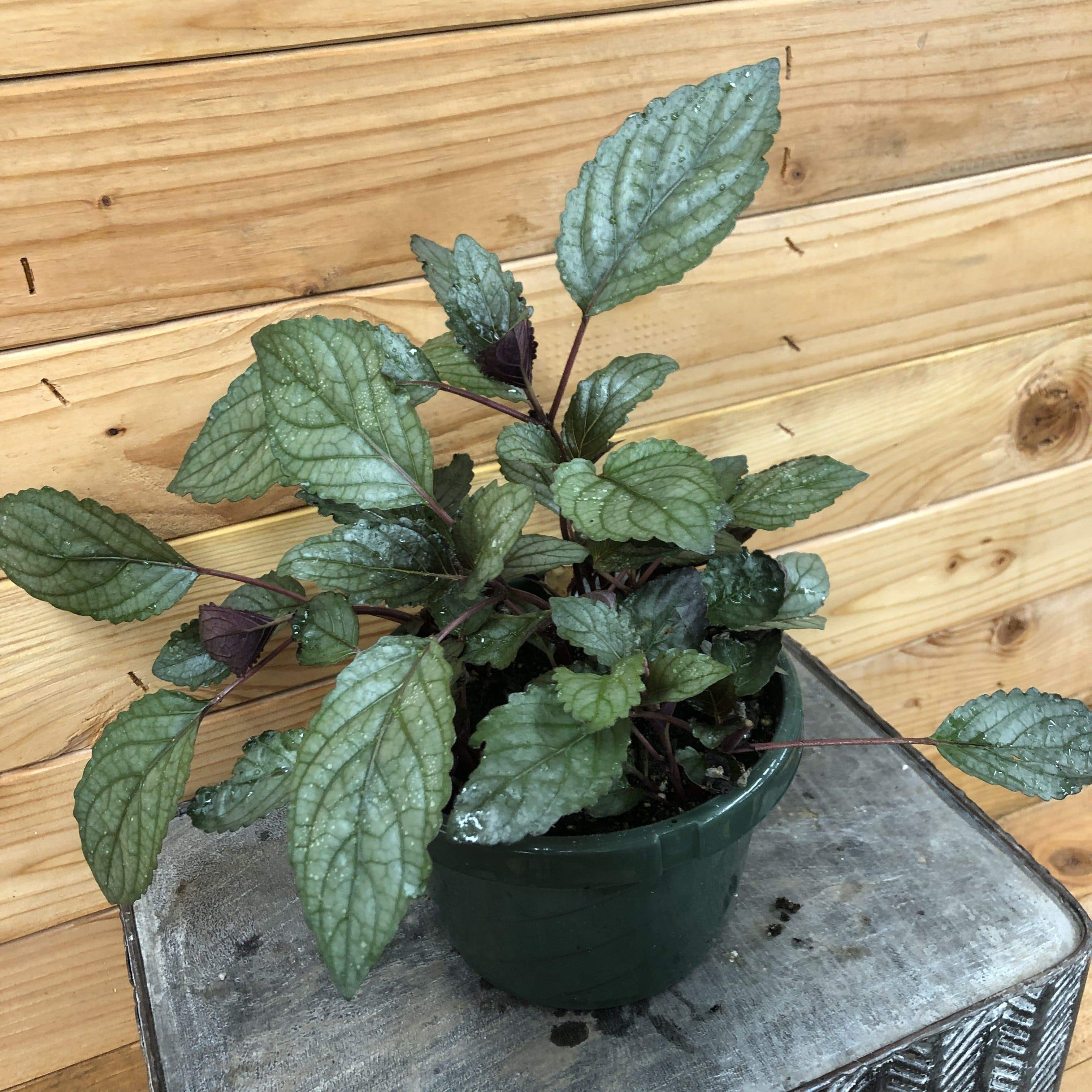 Silver Queen House Plant