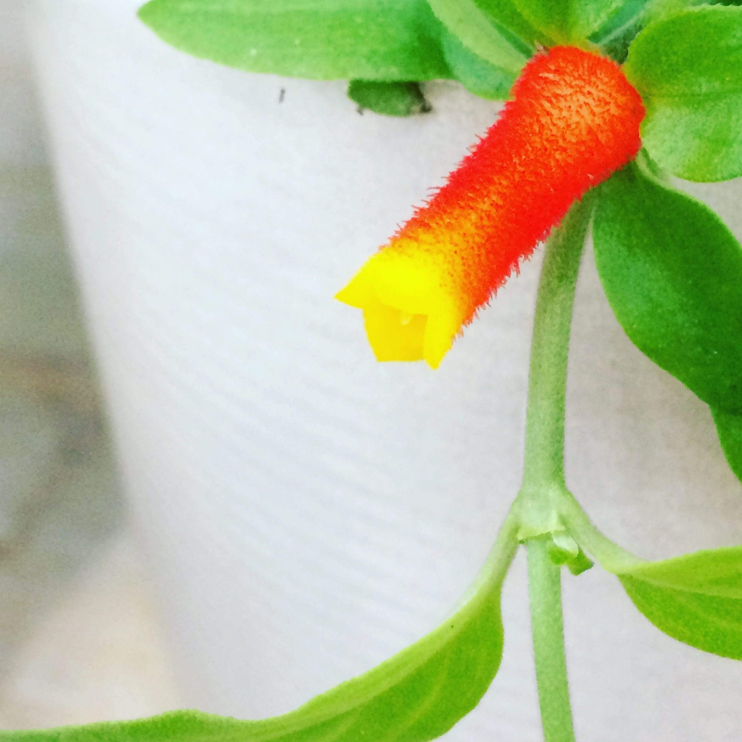 Candy Corn Vine Perennial Zone