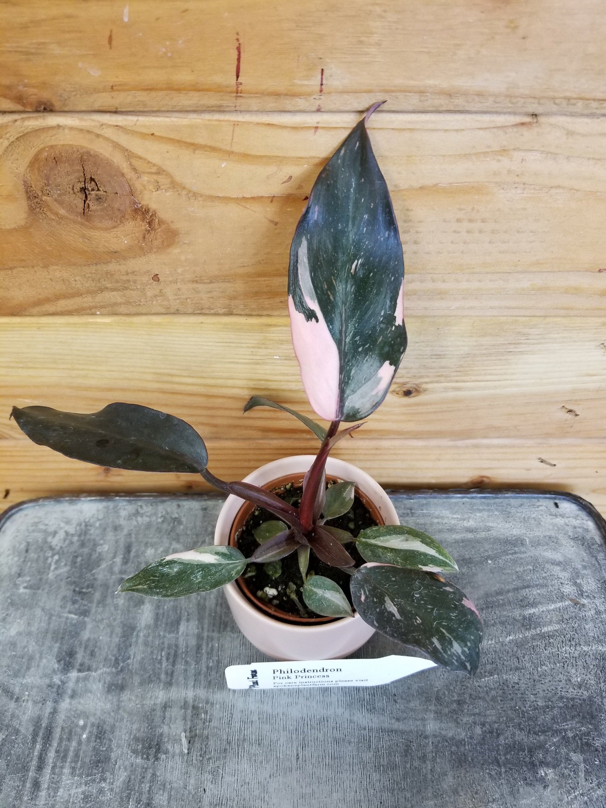 All Plants — The Plant Farm®