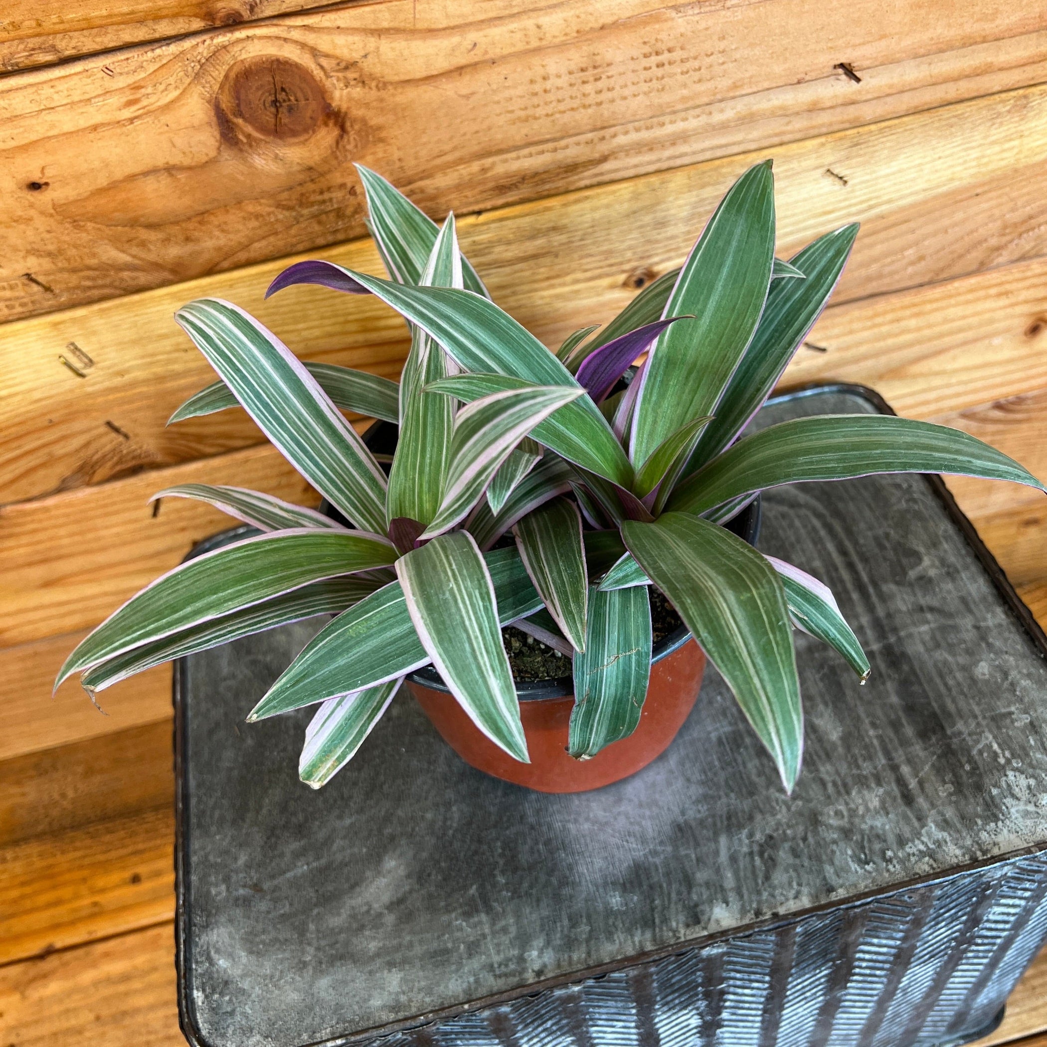 Rhoeo Spathacea Tricolor, 6" Plant — The Plant Farm®