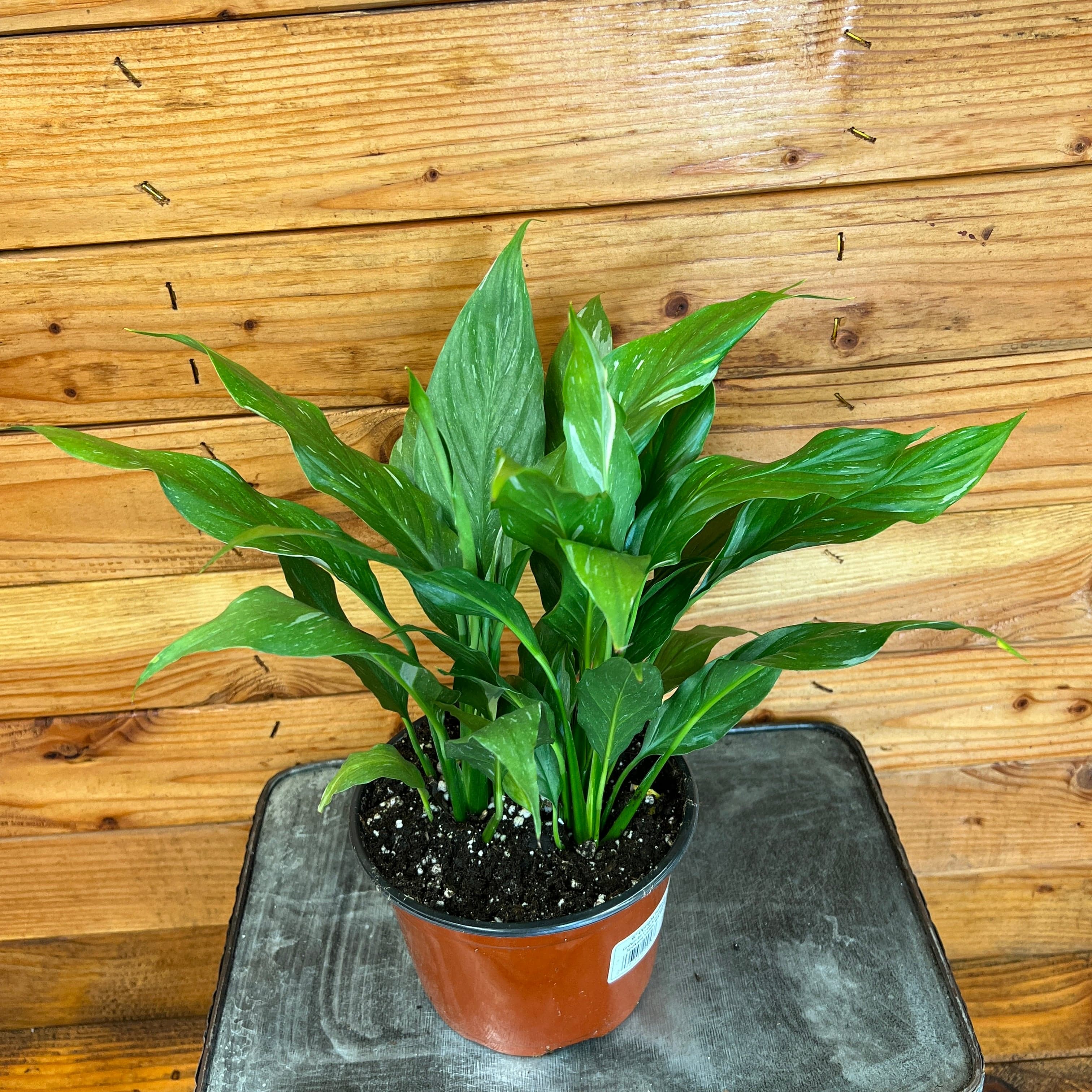 Indoor Plants Low Light Variegated