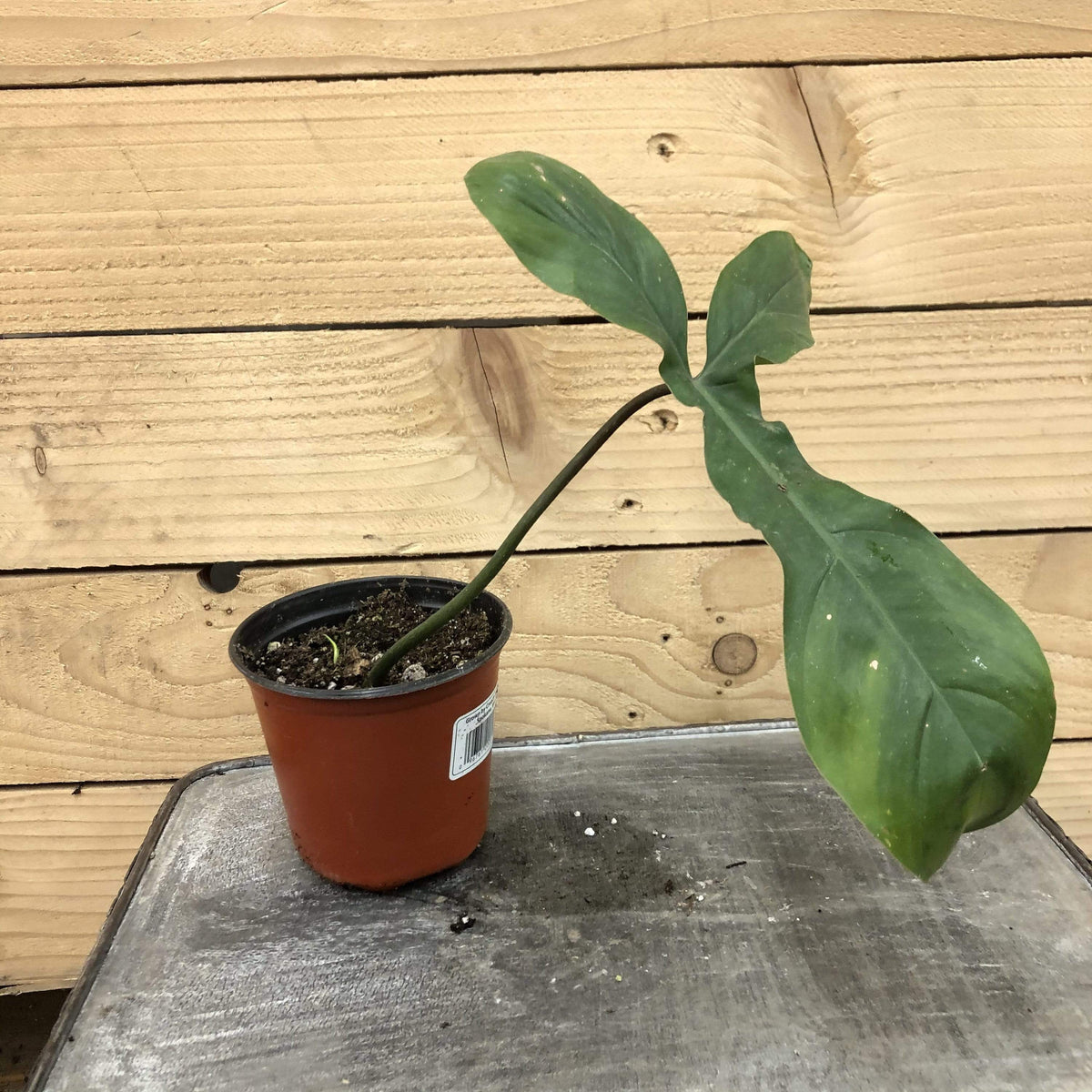 Philodendron 69686, 4" Plant — The Plant Farm®